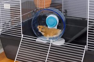 Best 6 Aesthetic Hamster Cages To Choose Reviewed By Expert