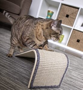 Best 6 Angled/Incline Cat Scratchers Suitable For All Cats