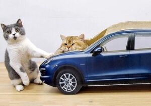 Best 6 Car-Shaped Cat Scratchers To Purchase In 2022 Reviews