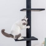 Top 6 Cat Climbing Structures For Outdoor & Indoor Pets 2021