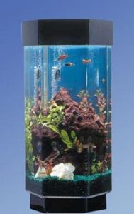 3 Best 10-gallon Hexagon Fish Tanks Contributing Room Design