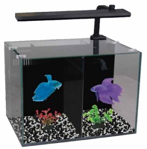Best 5 Divided (Split) Betta Fish Tanks For Different Breeds