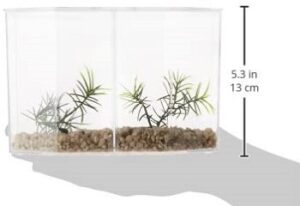 Best 5 Divided (Split) Betta Fish Tanks For Different Breeds