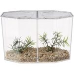 Best 5 Divided (Split) Betta Fish Tanks For Different Breeds