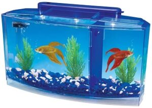 Best 5 Divided (Split) Betta Fish Tanks For Different Breeds