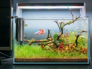 3 Best 15-gallon High (Tall) Aquariums For Your Fish Pets