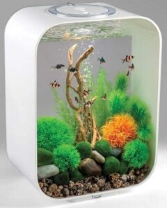 Best 6 Aesthetic Fish Tanks That Will Fit Your Room Decor
