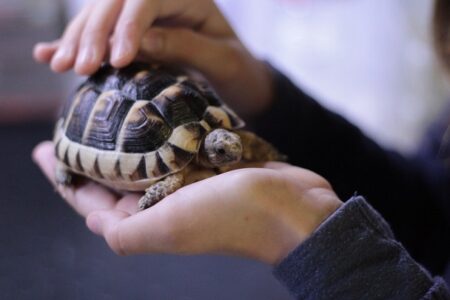 Turtle House Pets: Types, Care And More Useful Information