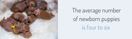 List of 10 Dog Overpopulation Statistics & Facts For 2022. - Petovly