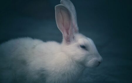 Floppy Rabbit Syndrome - Petovly