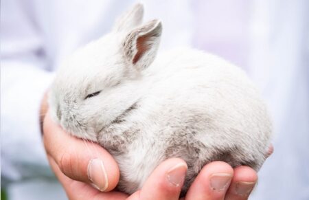 Floppy Rabbit Syndrome - Petovly