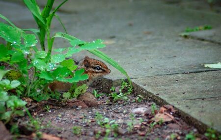 How To Tell If A Chipmunk Is Dying - Petovly