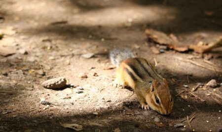 How To Tell If A Chipmunk Is Dying - Petovly