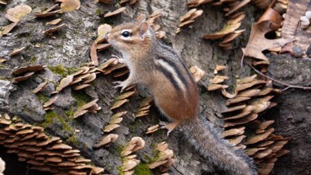 How To Tell If A Chipmunk Is Dying - Petovly