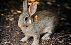Rex Rabbit Size Comparison - Petovly